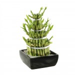 Le lucky bambou : bambou porte bonheur – LE SECRET DES CHANCEUX